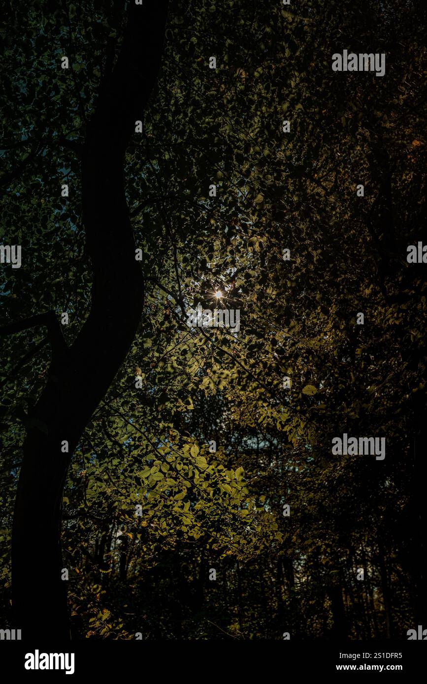 Sunlight through dense leaves, creating a magical forest canopy Stock ...