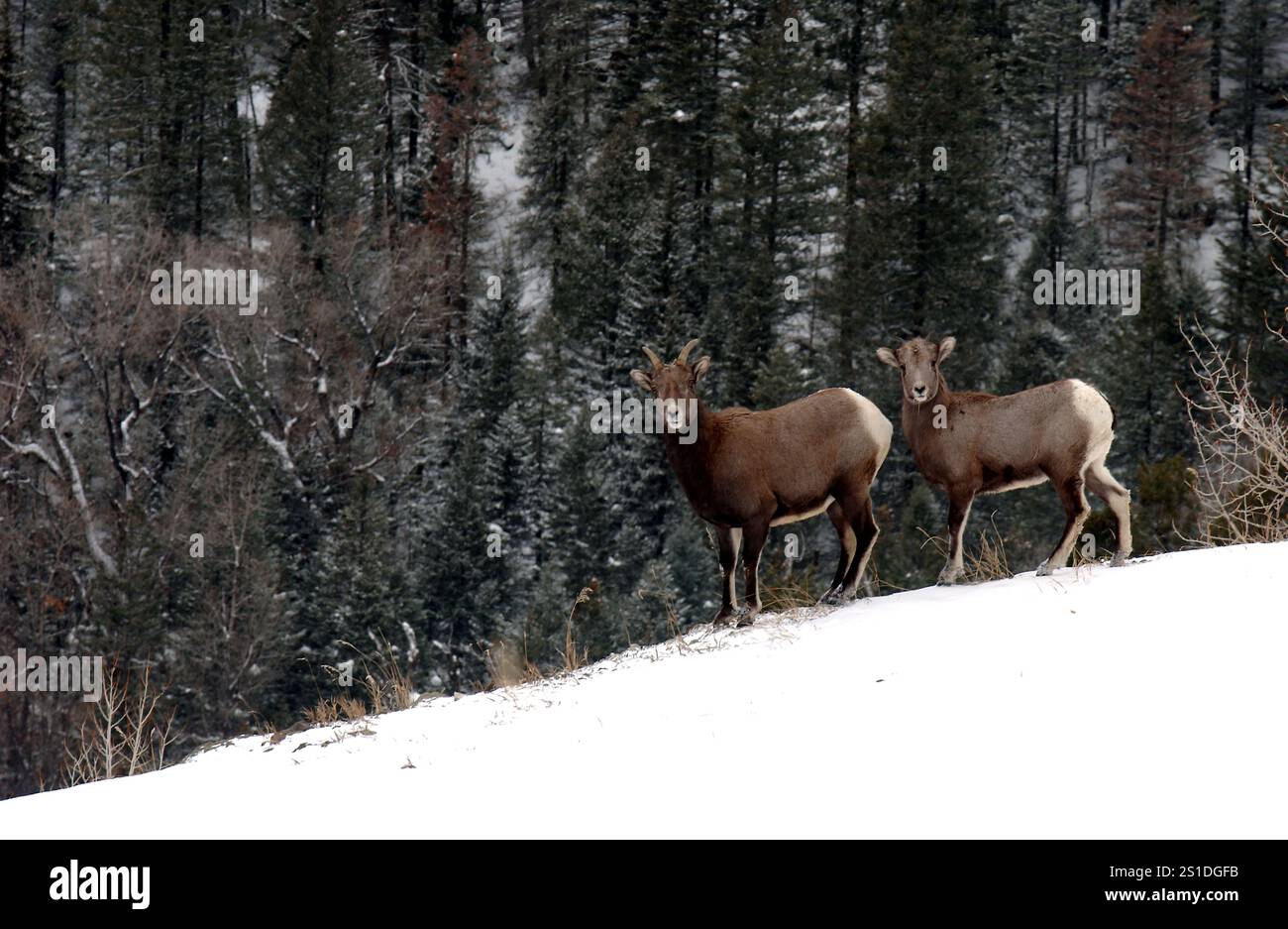 Mountian Goats endure the cold snow in Colorado Stock Photo - Alamy