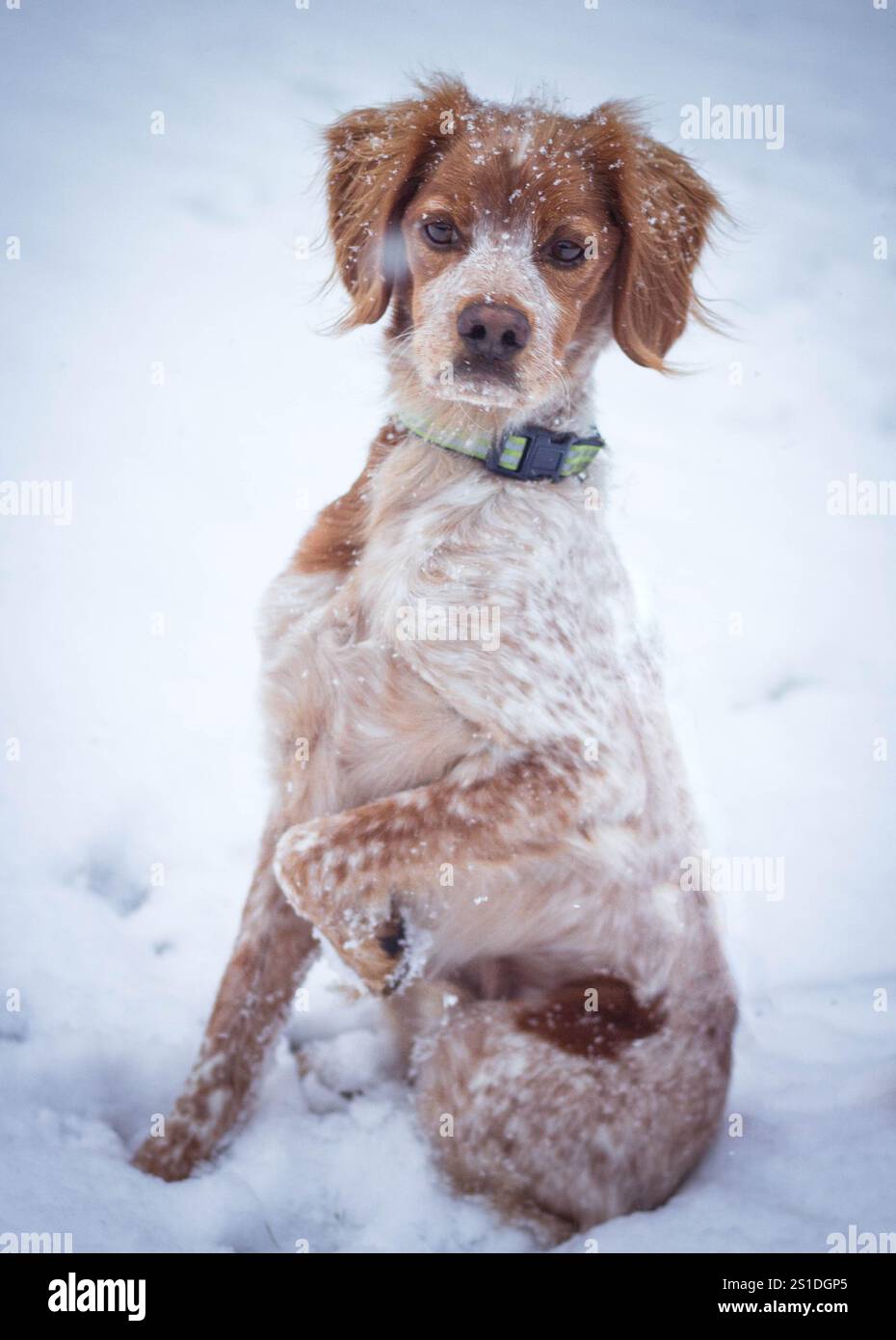 Domestic dog snow face hi-res stock photography and images - Alamy