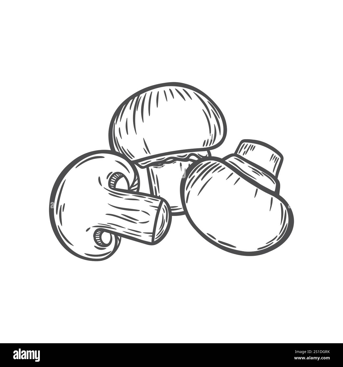 The image of mushrooms in the style of line drawing Stock Vector Image ...