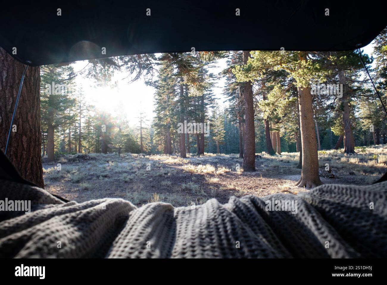 Rooftop tent, cozy blanket, canvas roof above, sunlit pine trees Stock ...