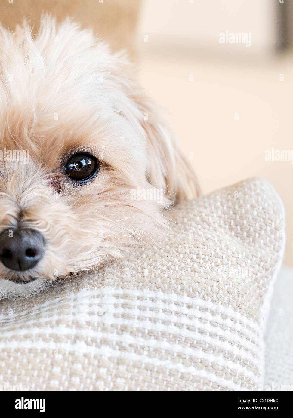 Beige Multipoo Dog resting her head on a pillow Stock Photo - Alamy