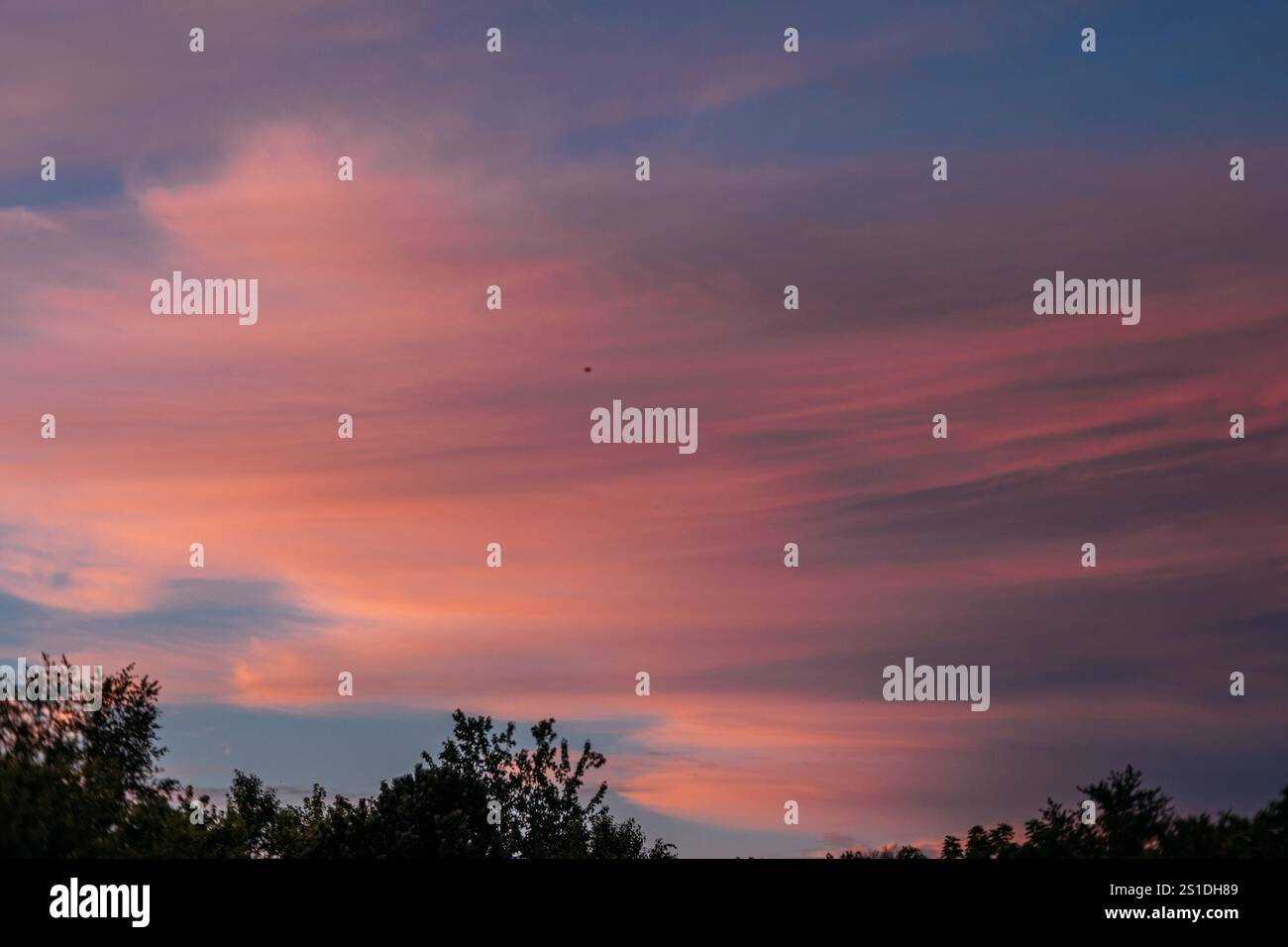 Pink Wispy Sunset Clouds with Silhouette trees Stock Photo - Alamy