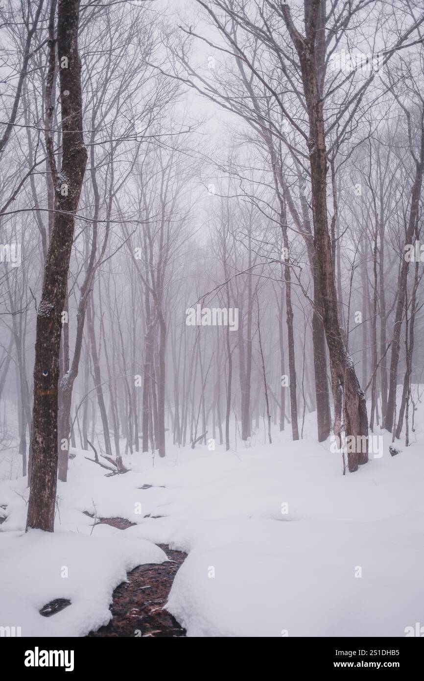 Snowy forest in winter with fog and mist, Quebec Stock Photo - Alamy