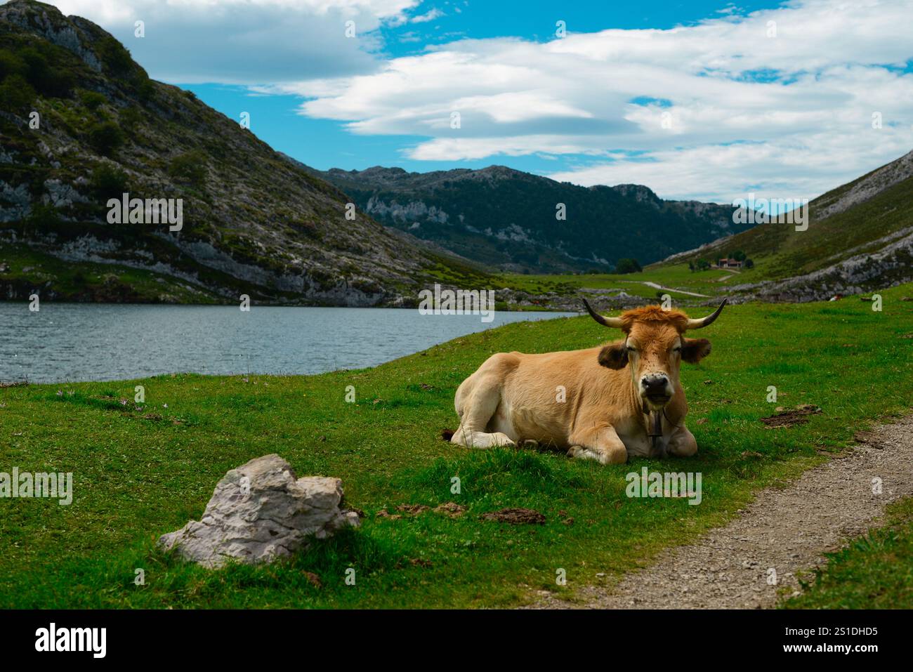 Cow chilling in grass hi-res stock photography and images - Alamy