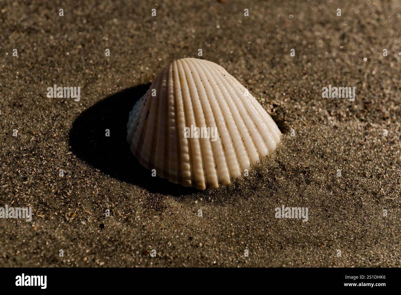Shell on the wet sand Stock Photo - Alamy