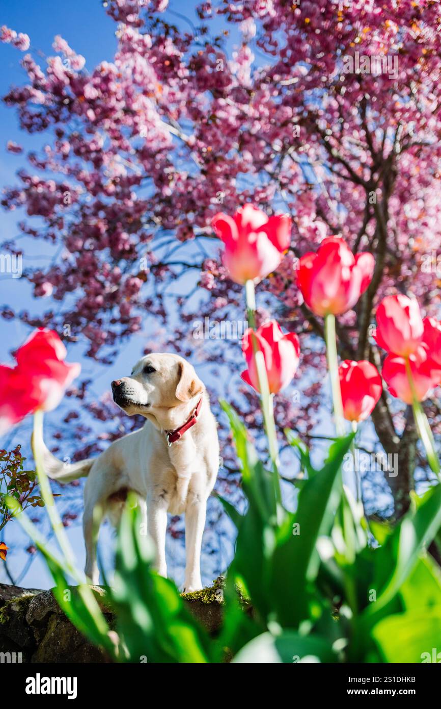 Yellow lab standing under cherry tree springtime Stock Photo - Alamy