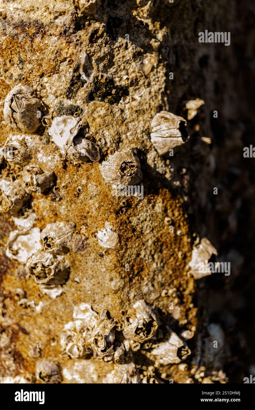 Bay barnacles hi-res stock photography and images - Alamy