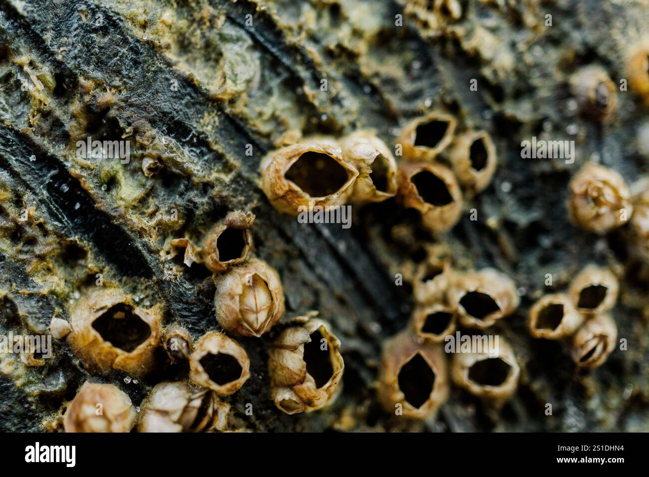 Closeup on barnacles sea hi-res stock photography and images - Alamy