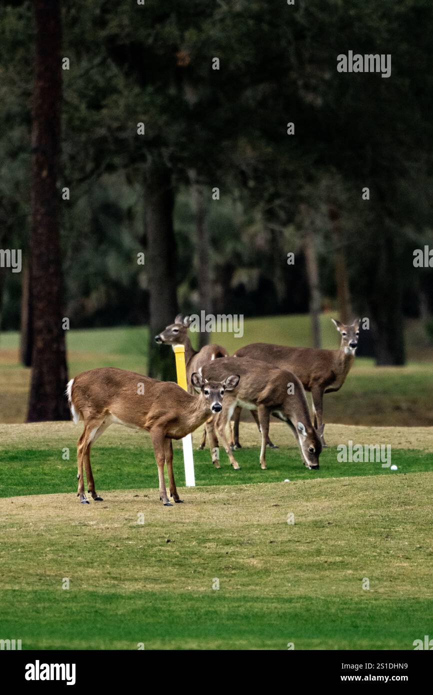 Deer on golf course hi-res stock photography and images - Alamy
