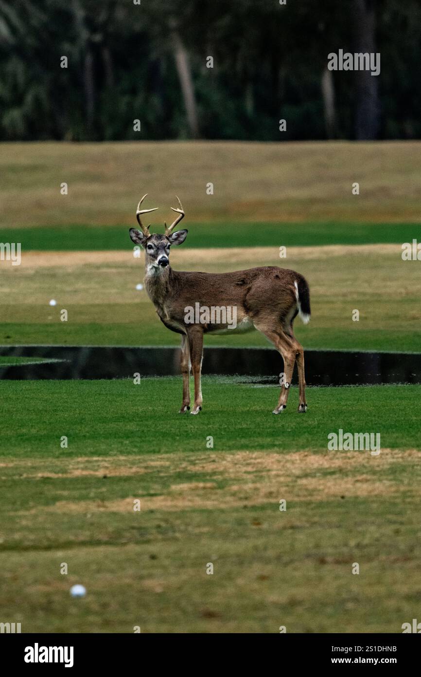 Deer posing on a golf course/driving range Stock Photo - Alamy