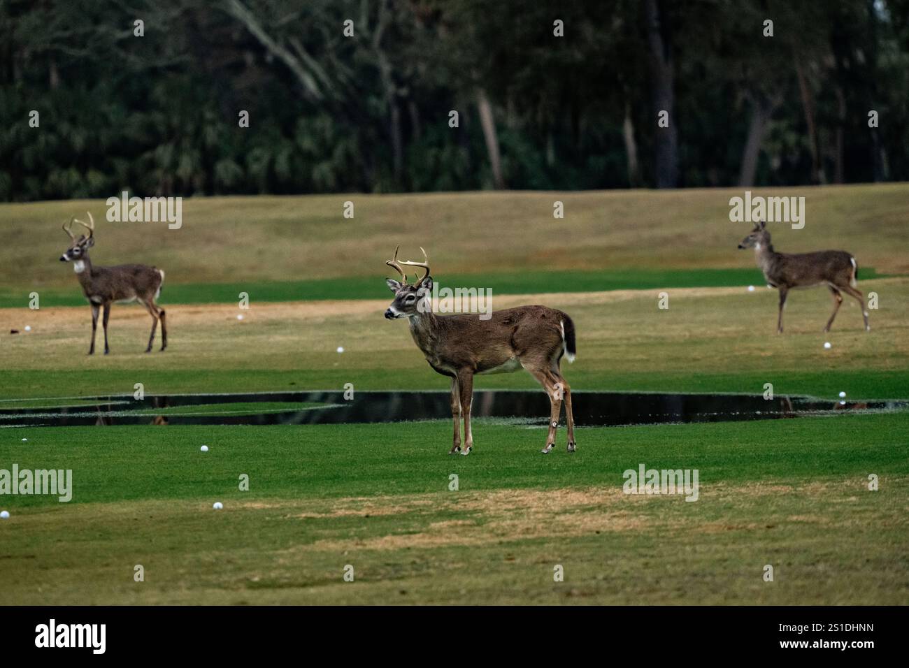 Three young deer on forest hi-res stock photography and images - Alamy