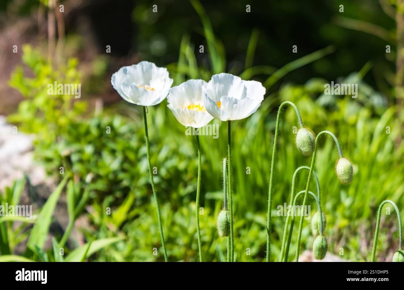 Three white poppy flowers (Papaveraceae family) blooming on thin stems ...