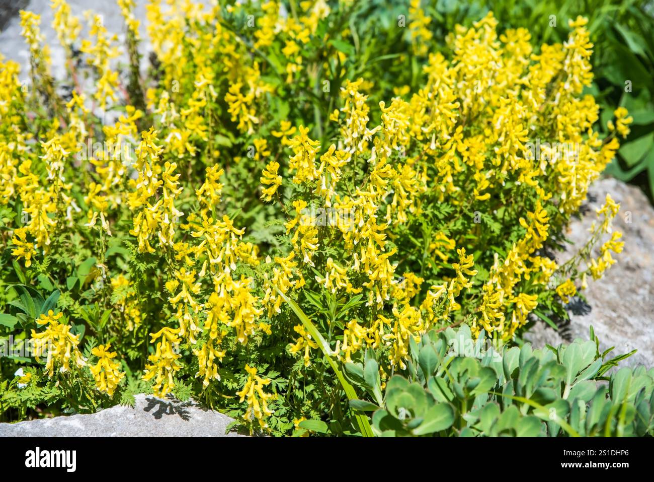 Corydalis ochotensis hi-res stock photography and images - Alamy