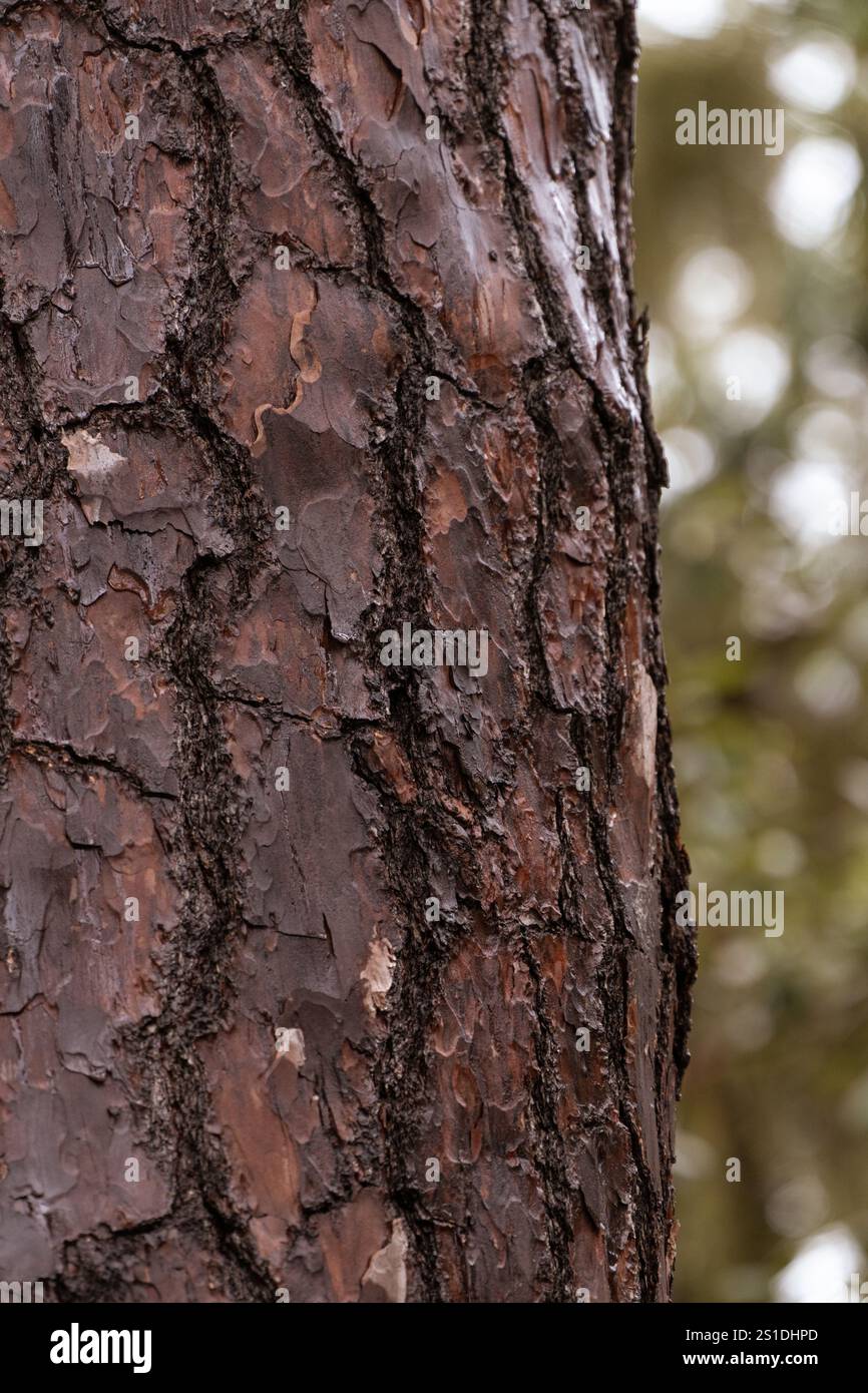 Wet tree bark in the south Stock Photo - Alamy