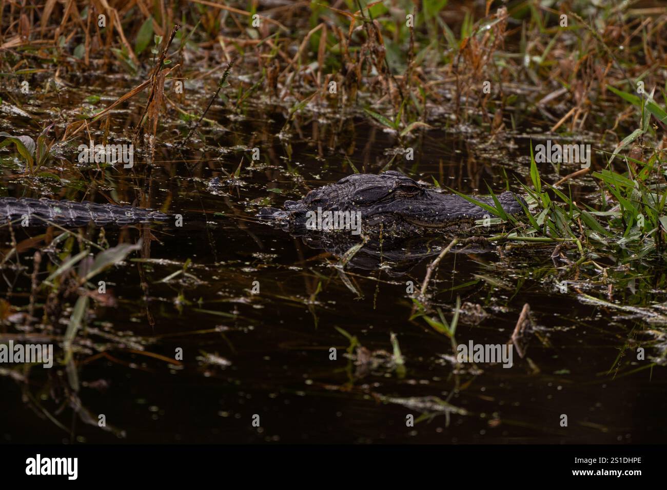 Close up of an alligator in the wetlands Stock Photo - Alamy