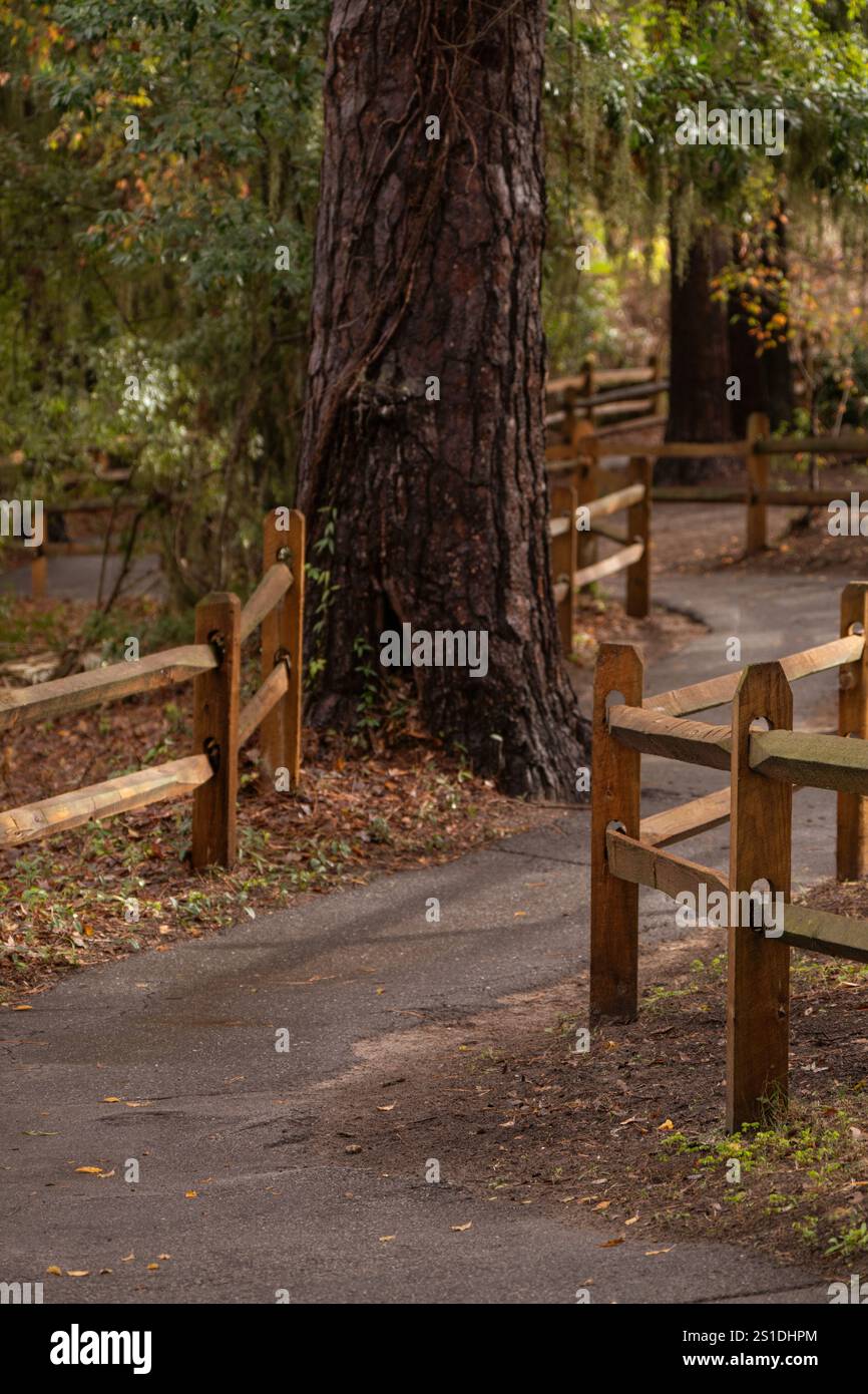Tree lined walkway in the wetlands Stock Photo - Alamy