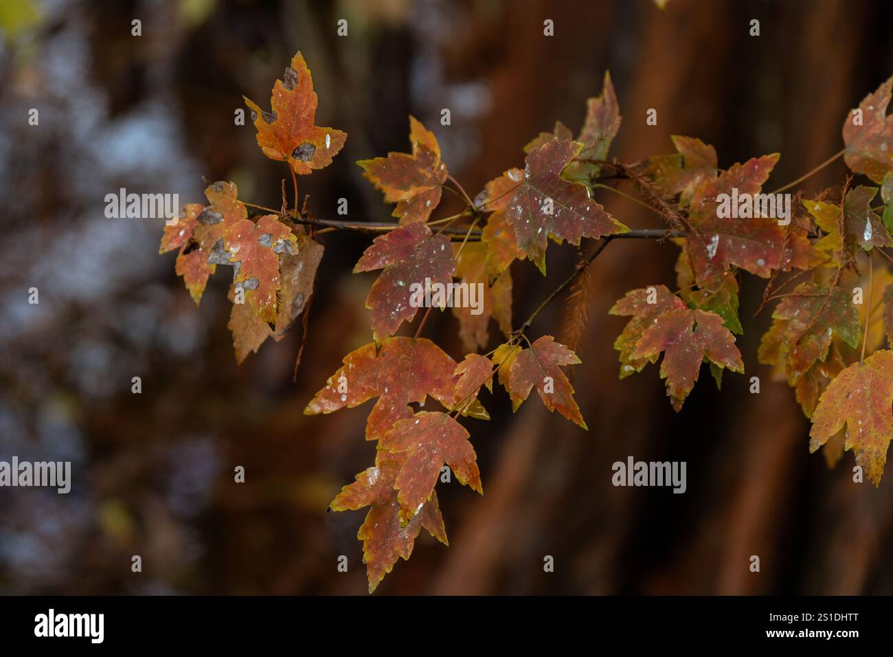 Changing maple leaves in the wetlands Stock Photo - Alamy