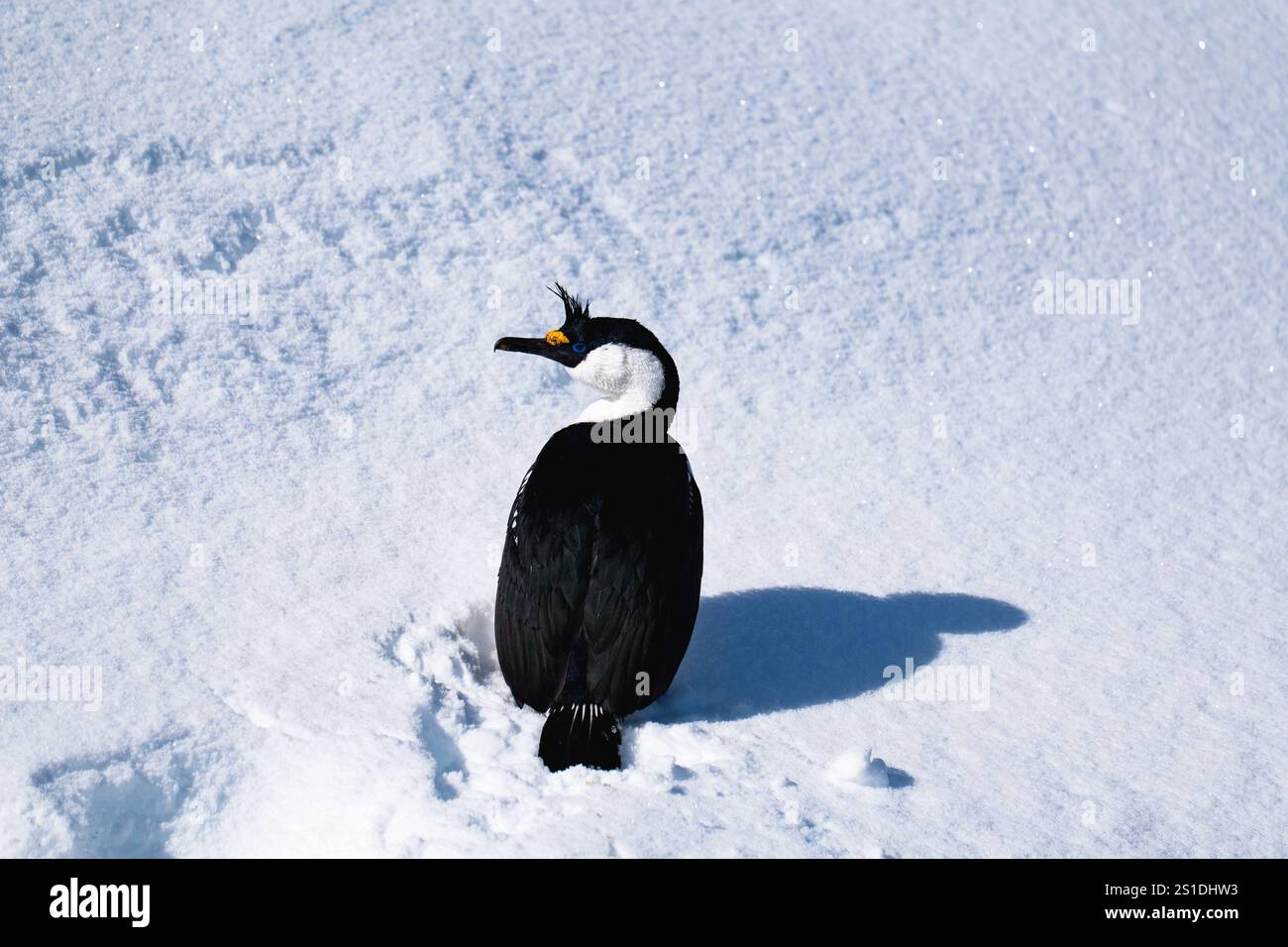 Antarctic shag (Leucocarbo bransfieldensis). Antarctica. Seabird Stock ...