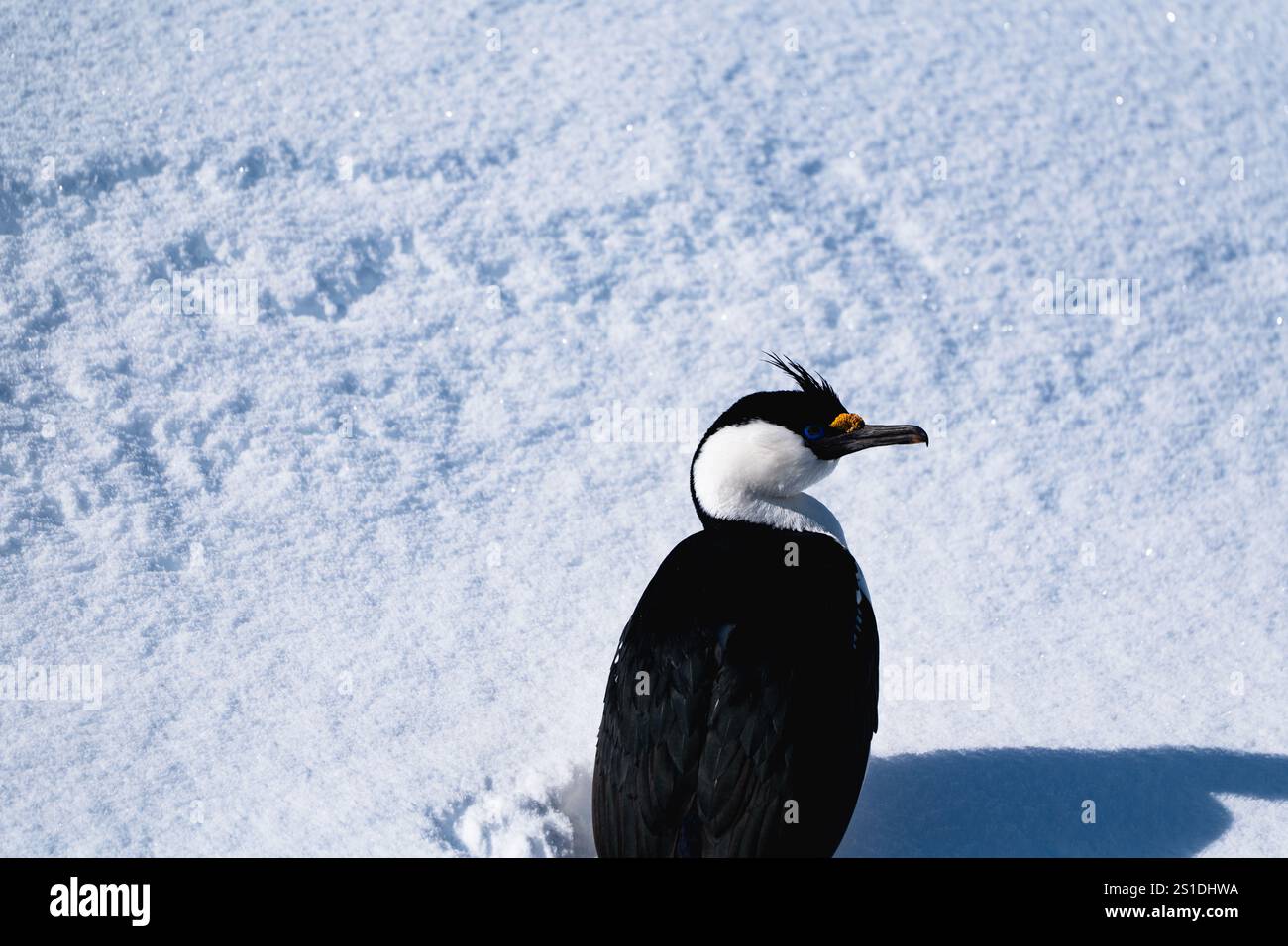 Antarctic shag (Leucocarbo bransfieldensis). Antarctica. Seabird Stock ...