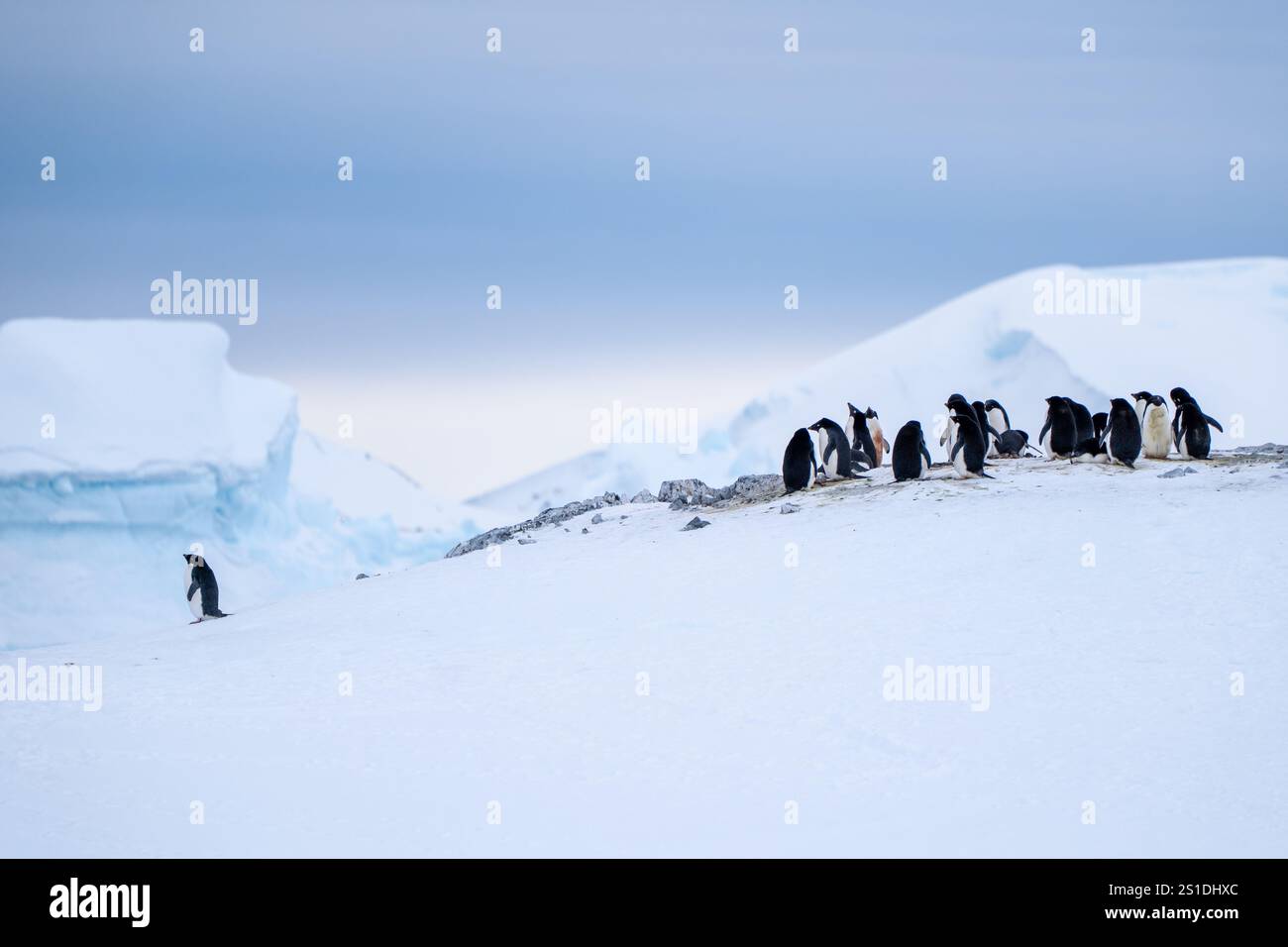 Group of adelie penguins (Pygoscelis adeliae) in Antarctica Bert Stock ...
