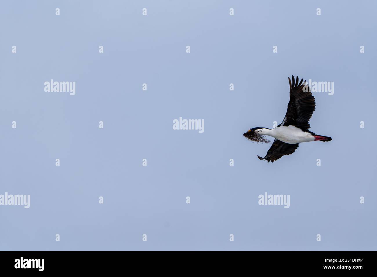 Antarctic Shag -Leucocarbo bransfieldensis- flying and carrying Stock ...