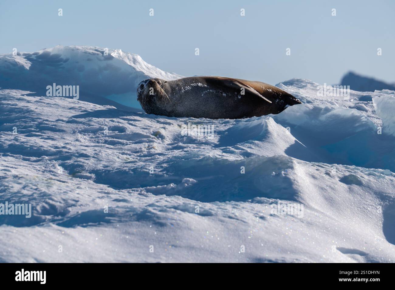 Fur seal lying on the snow. Antarctica Stock Photo - Alamy