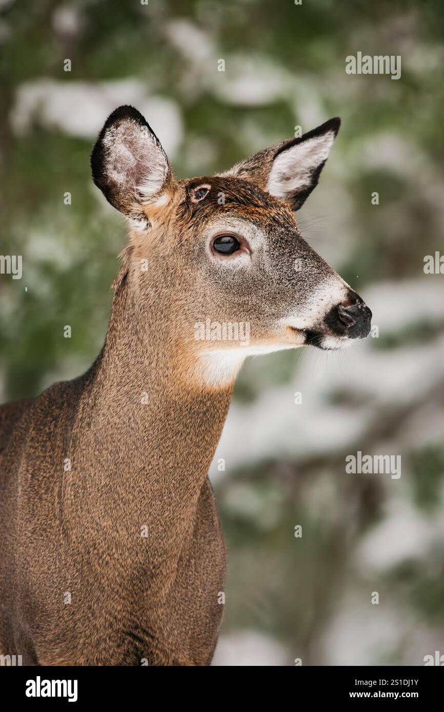 White-tailed deer buck with wound from recently shed antlers Stock ...