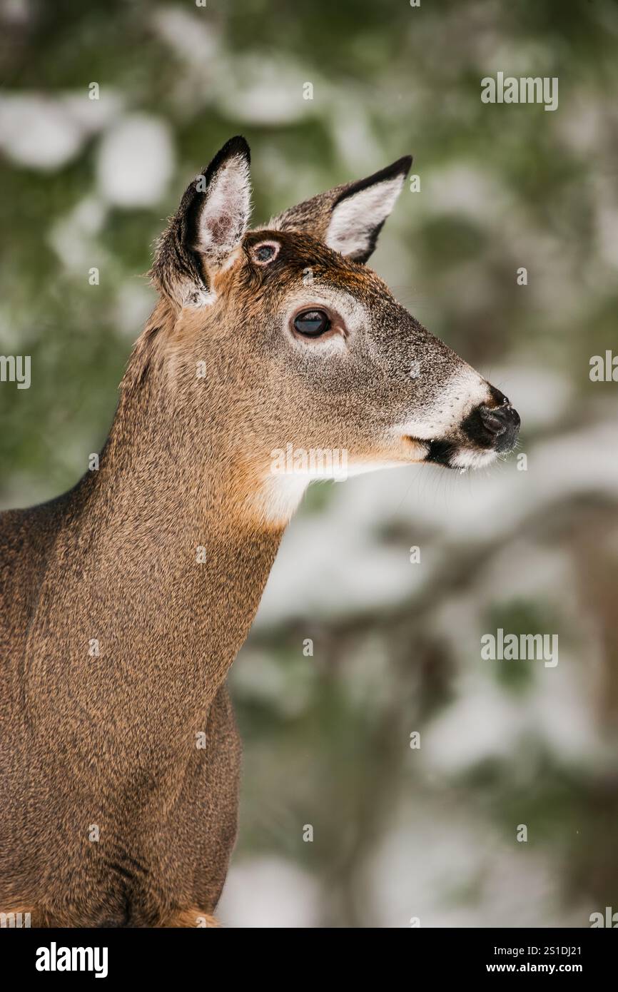 White-tailed deer buck with wound from recently shed antlers Stock ...