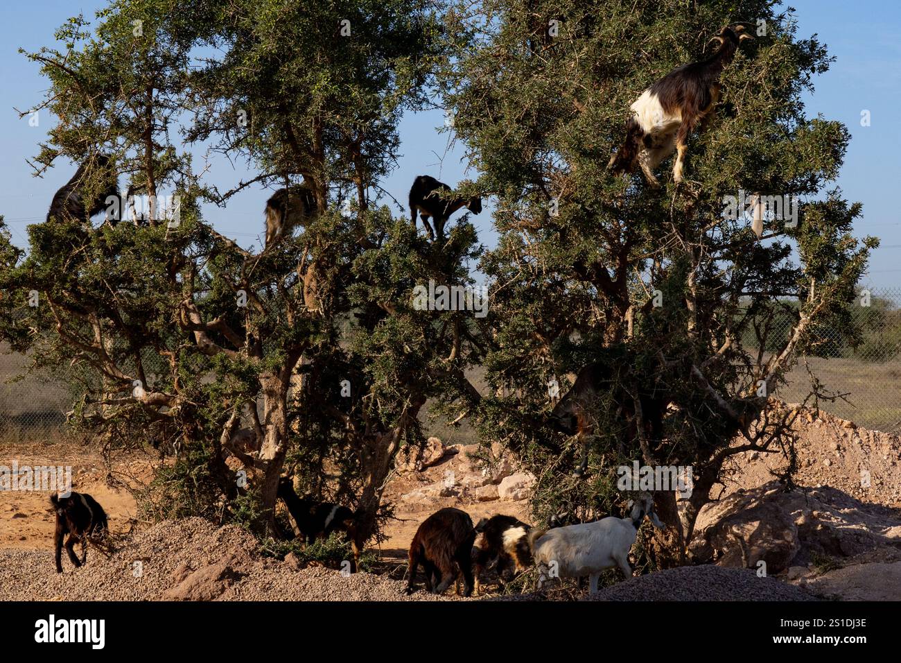 Goats climbing argan trees in Morocco under a bright blue sky Stock ...