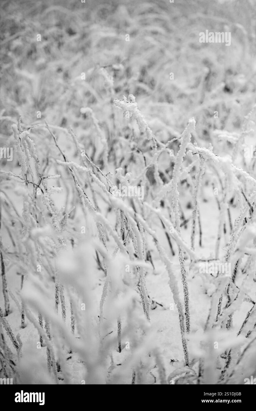 snow coated vines and trees in a wintery cold scene in Maine Stock ...