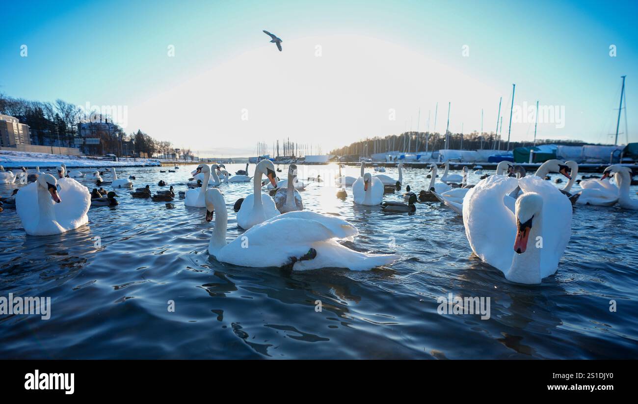 Oslo 20250102. Nice, but cold weather in Oslo. The swans gather at ...