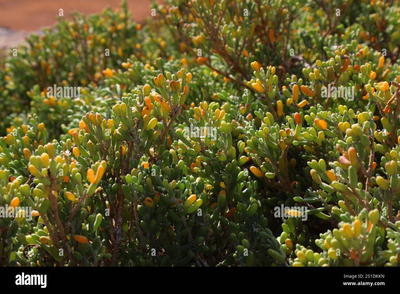 Fuerteventura island nature. Canary Islands plant species: Tetraena ...