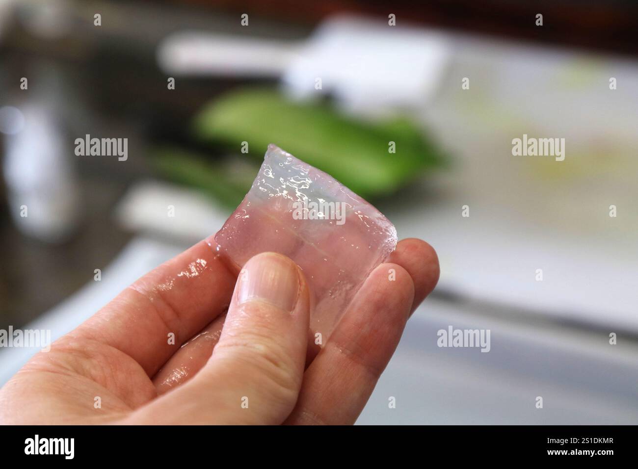 Hand holding aloe vera plant pulp - medicinal and cosmetic product ...