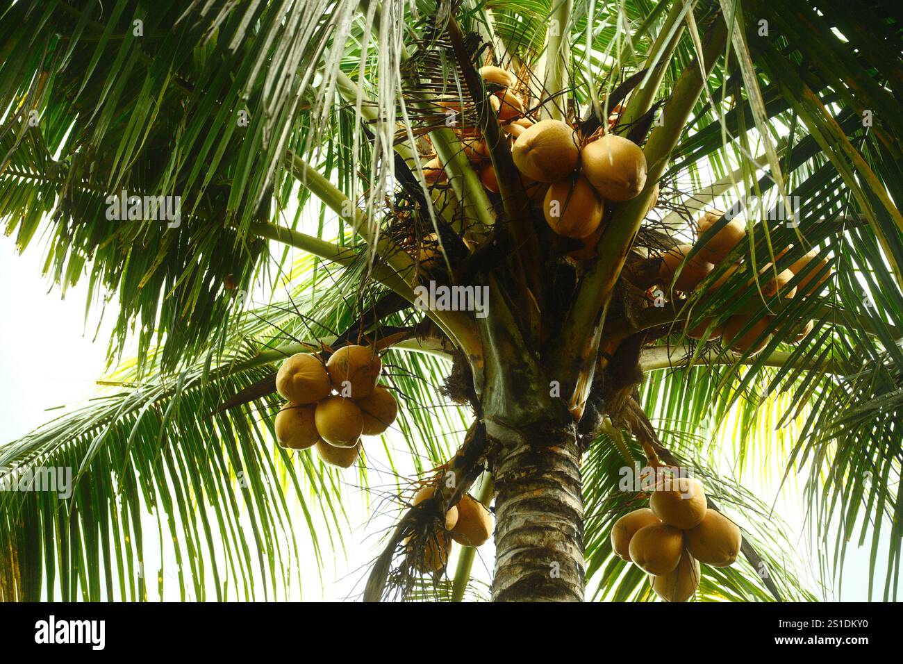 A yellow coconut palm tree or cocos nucifera with plenty of coconut ...