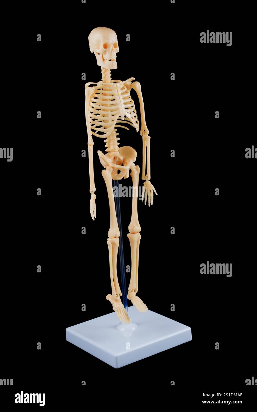 Detailed human skeleton model displayed on a stand, featuring a ...