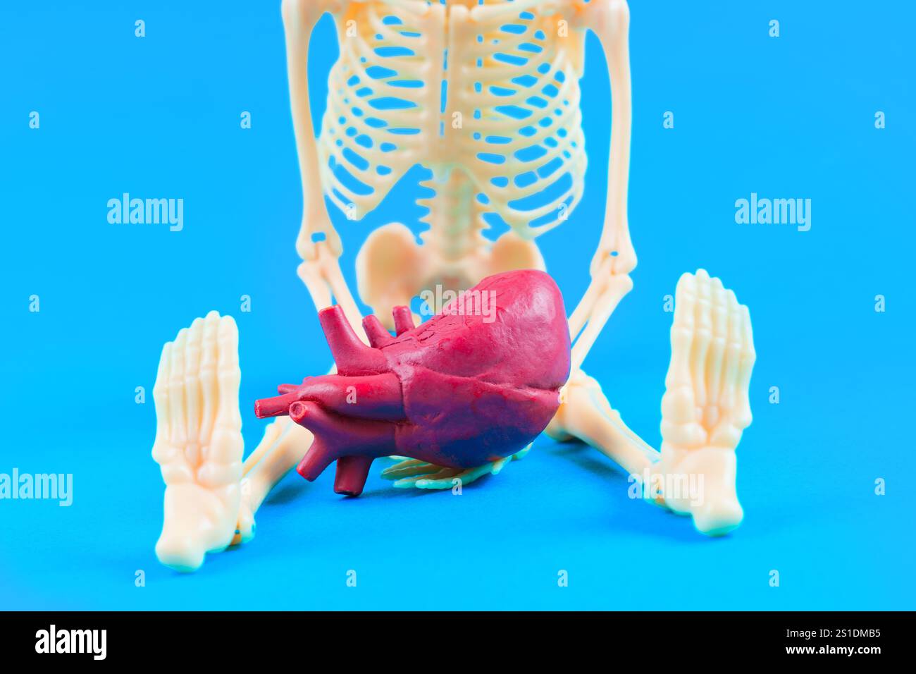 Human skeleton model seated with heart model in front, bright blue ...