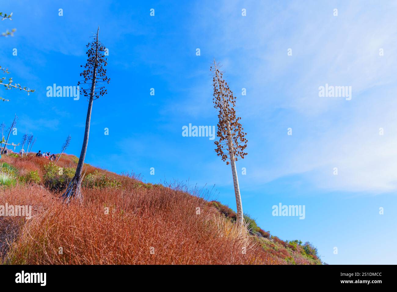 Two distinct trees stand tall on a hillside under a blue sky in Angeles ...