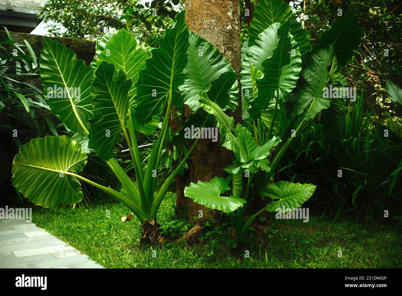 Giant Taro plant or Alocasia macrorrhizos in a tropical garden Stock ...