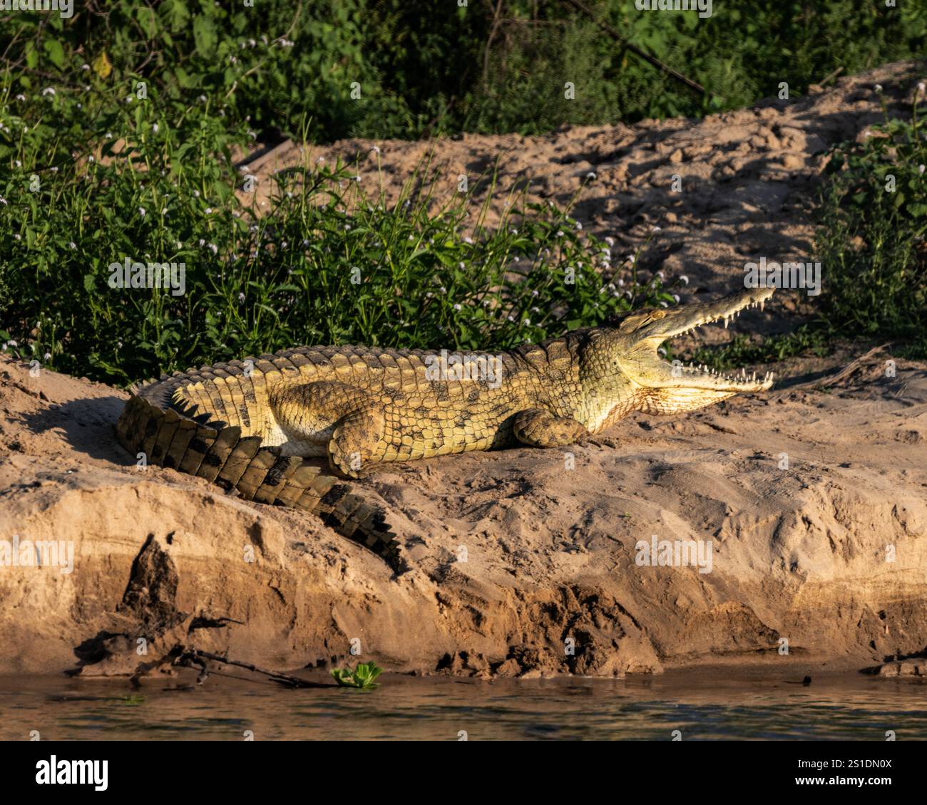 Nile Crocodile basking on a sandbank by a lake Stock Photo - Alamy