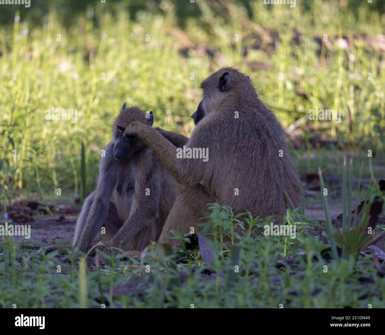 Monkey grooming another monkey hi-res stock photography and images - Alamy