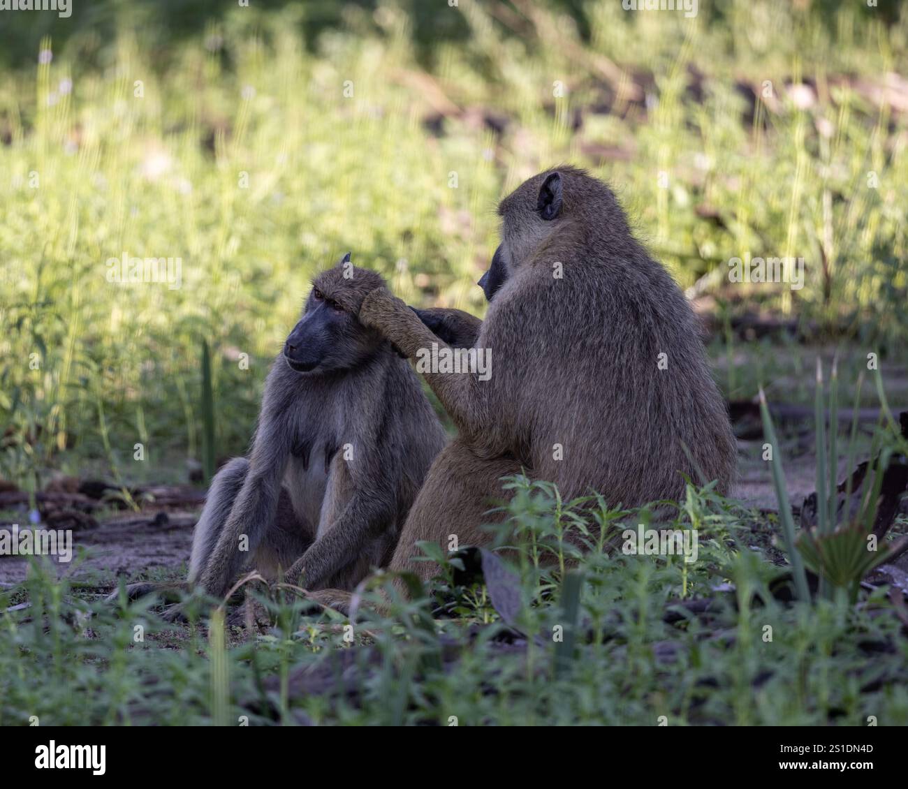Monkey grooming another monkey hi-res stock photography and images - Alamy