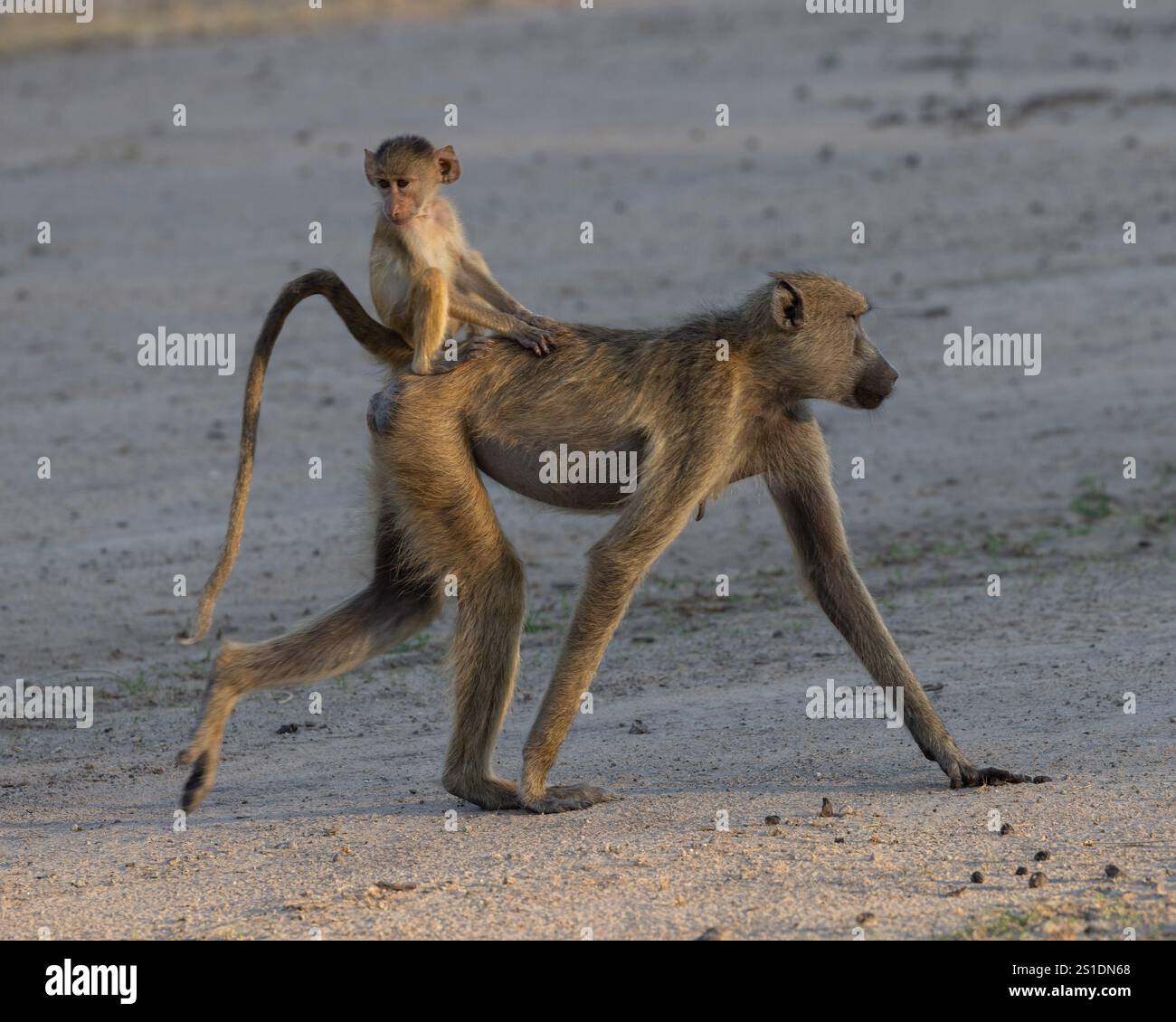 A very young Yellow Baboon gets a ride on its mother's back Stock Photo ...