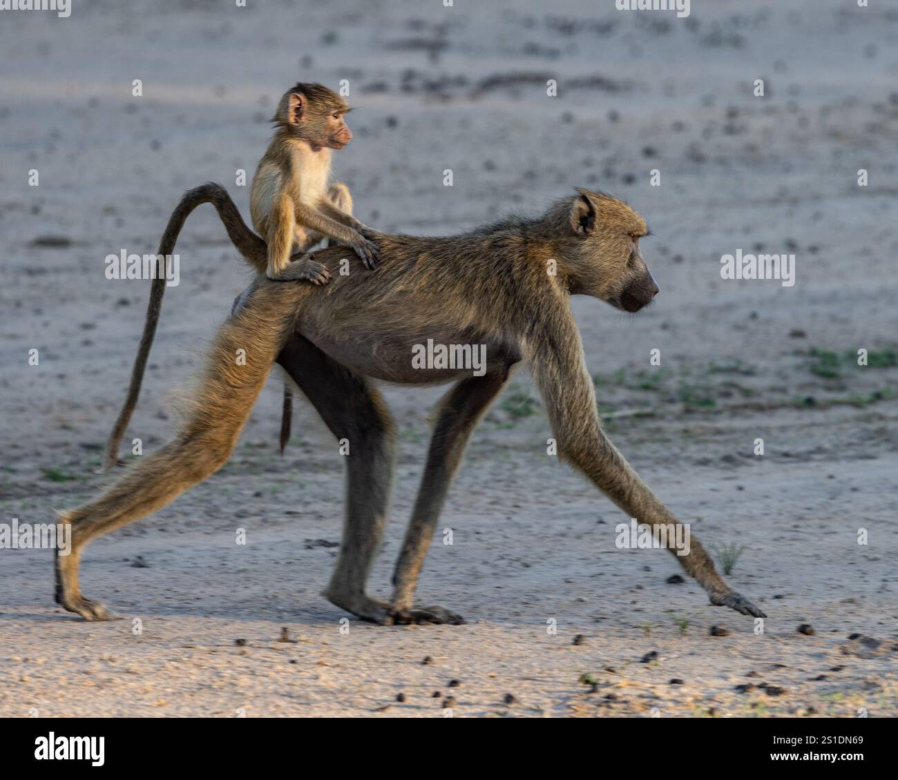 A very young Yellow Baboon gets a ride on its mother's back Stock Photo ...