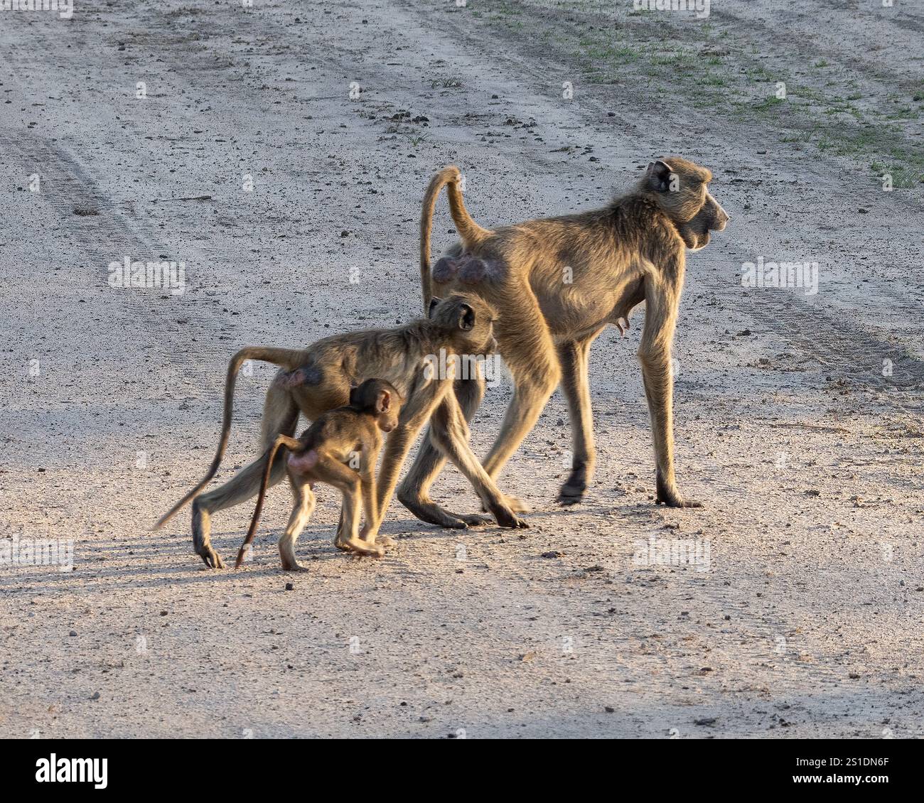 An adult Yellow Baboon and two younger baboons Stock Photo - Alamy