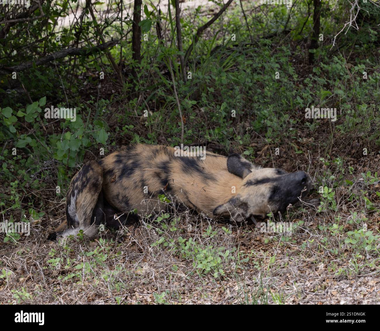 An African Wild Dog resting in the undergrowth Stock Photo - Alamy