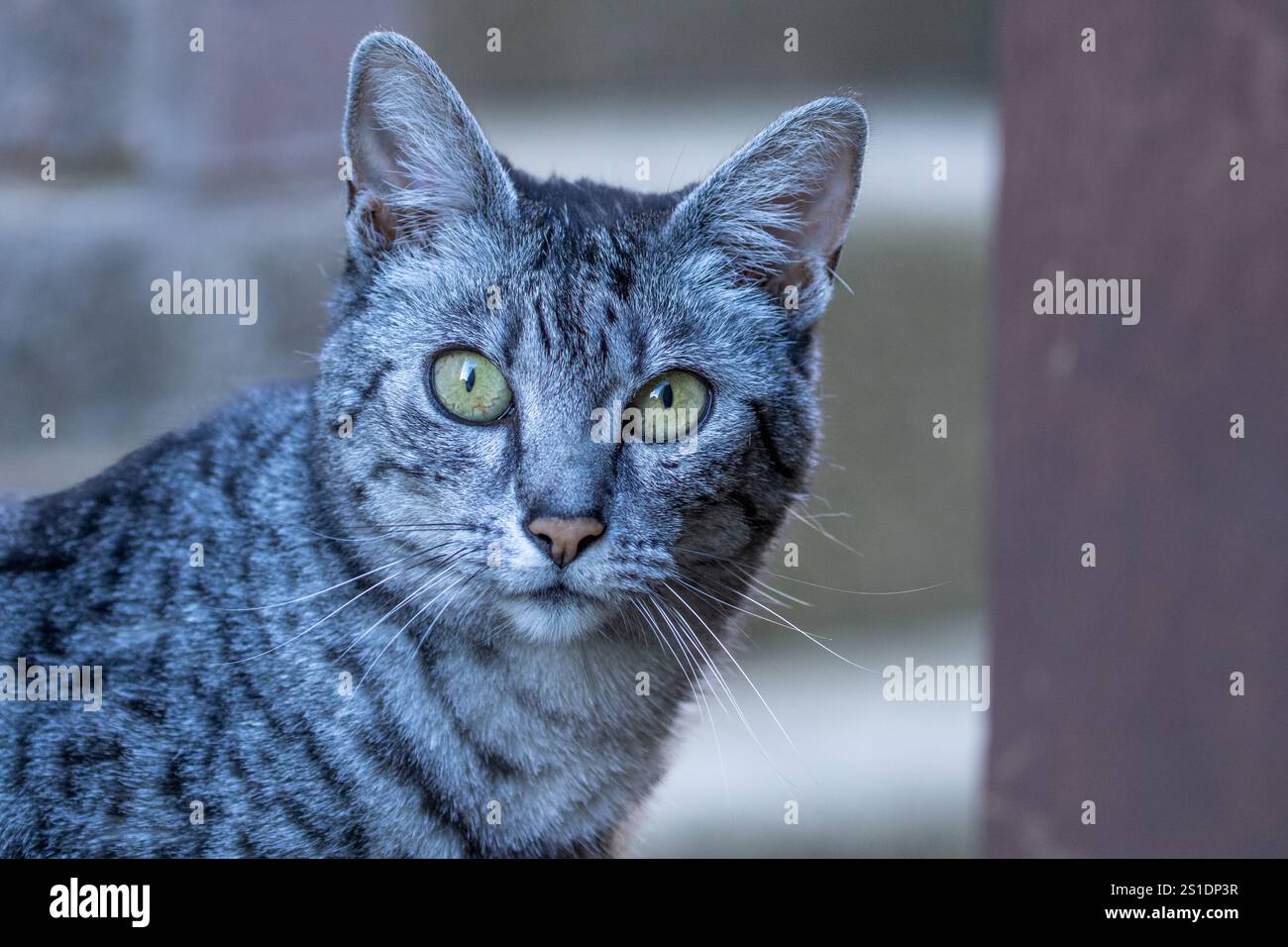 An Egyptian Mau cat face. The cat's green eyes are staring forwards ...