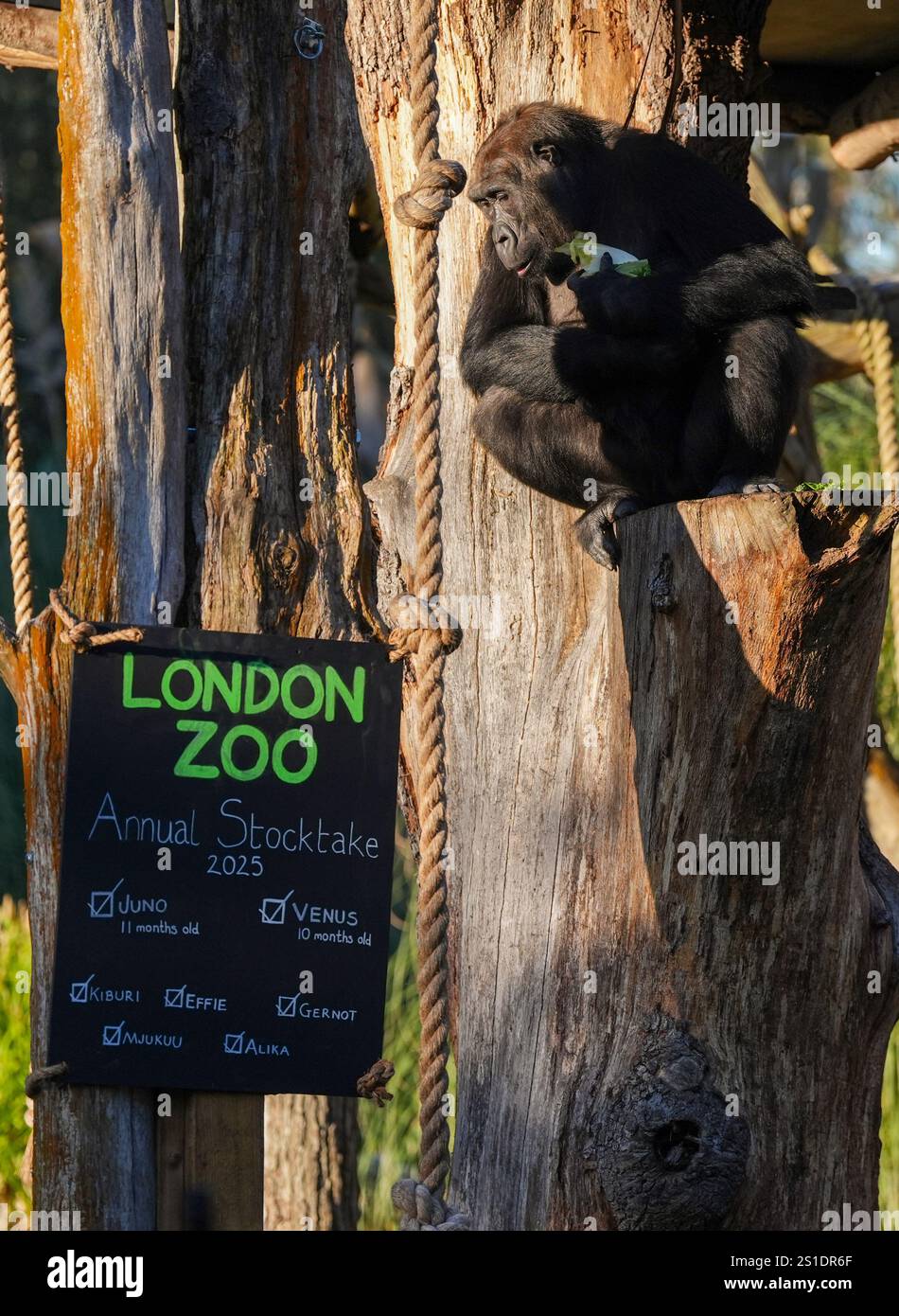 A gorilla during the annual stocktake at ZSL London Zoo in central ...