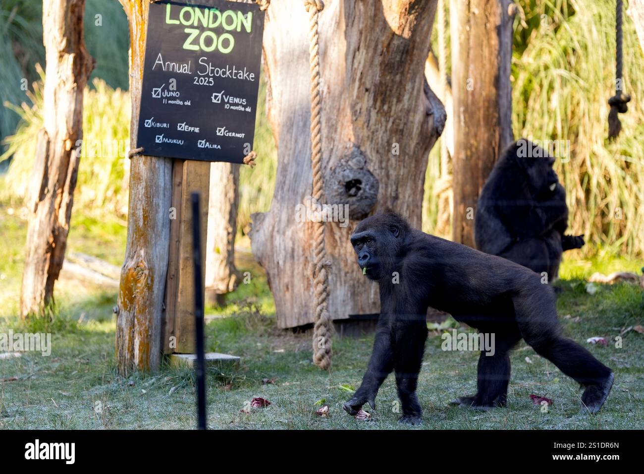 A gorilla during the annual stocktake at ZSL London Zoo in central ...