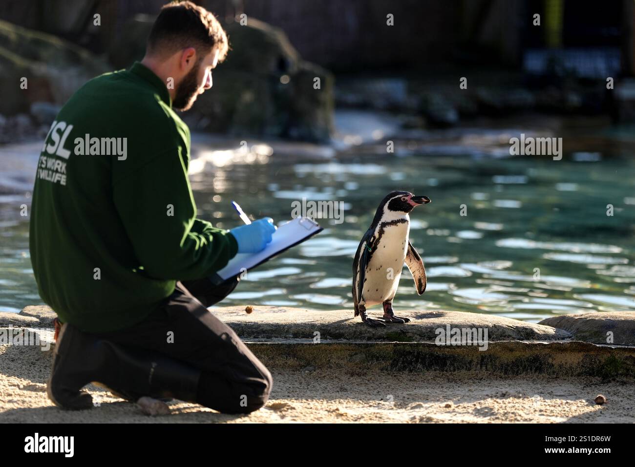 A zoo keeper counts penguins during the annual stocktake at ZSL London ...